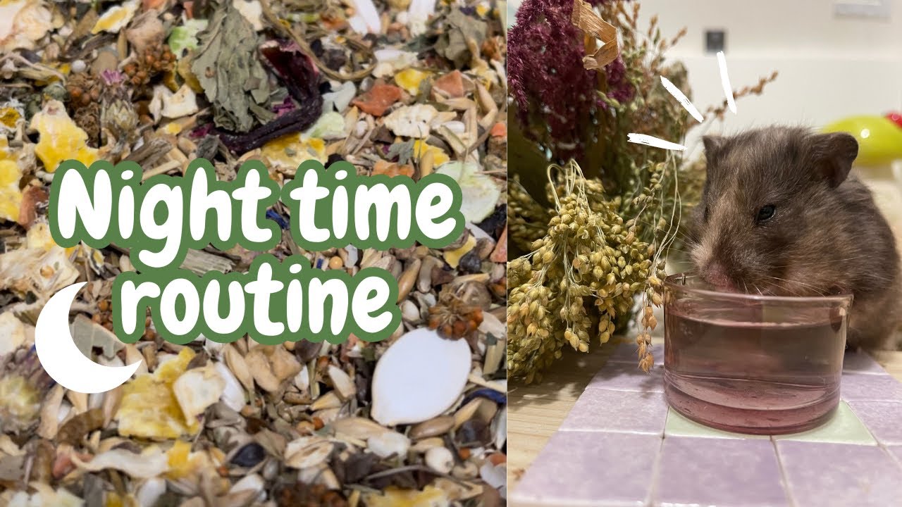 Nighttime routine with my hamster ! - YouTube