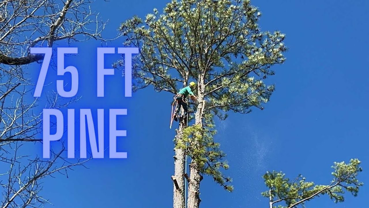 MONSTER 75 foot Pine Tree Removal Process | Start to Finish - YouTube