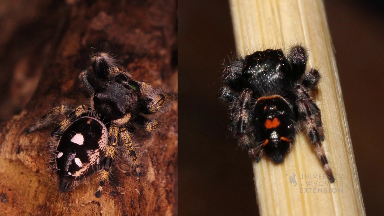 Spring Spiders | From the Ground Up - YouTube