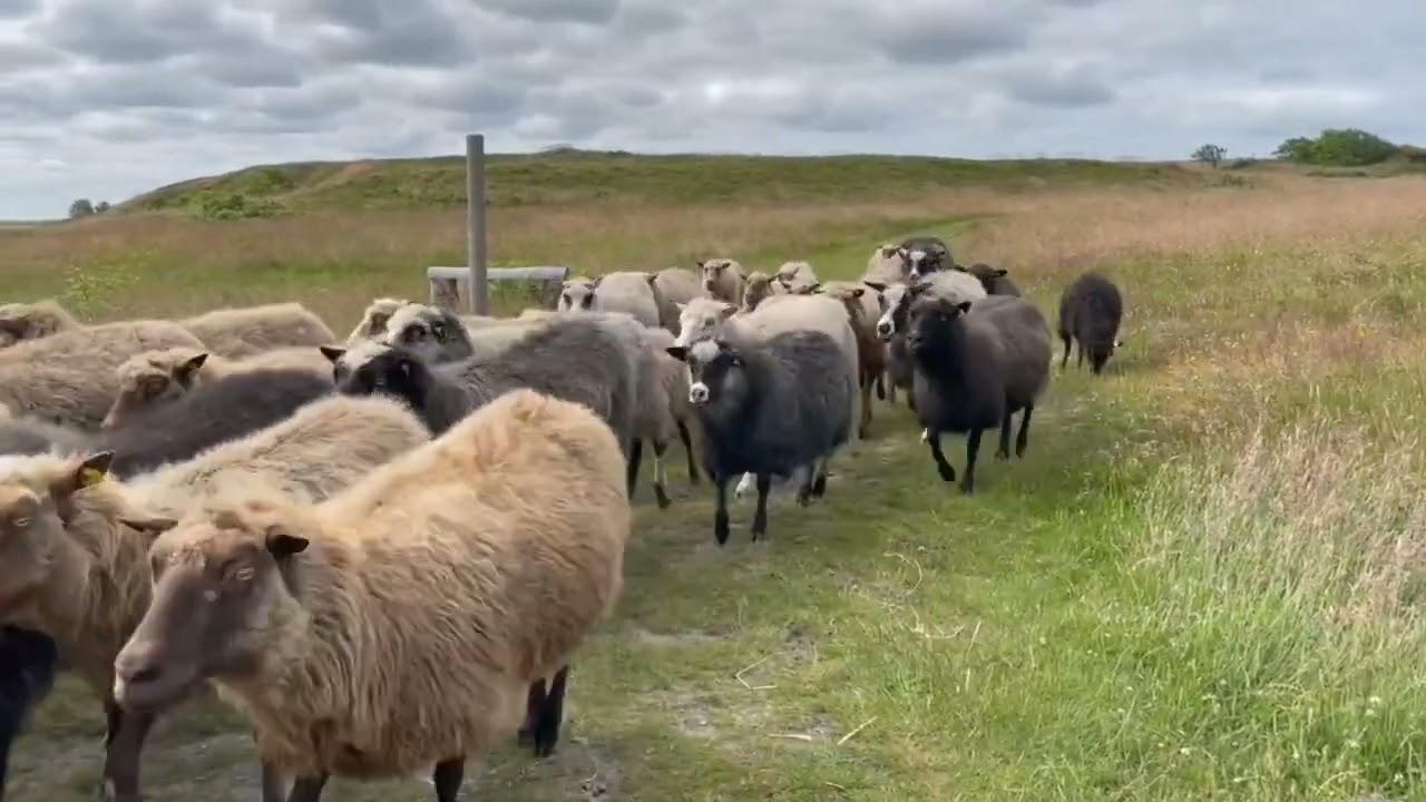 sheep walking in a line - YouTube