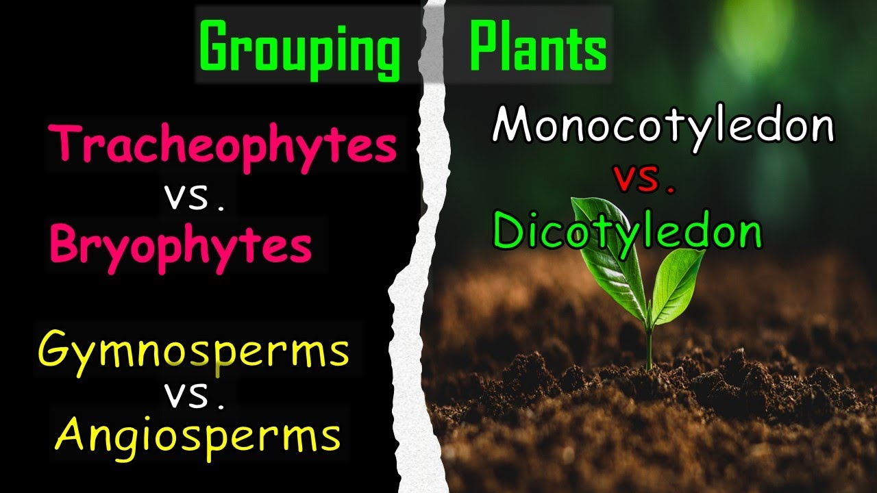 Grouping Plants: Monocotyledon vs. Dicotyledon - YouTube