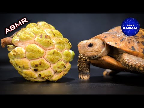 Slow ASMR Eating Sugar Apple Mukbang 🐢 Turtle Tortoise 88