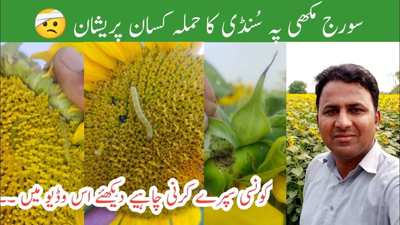 Sundi attack on sunflower || farmers worried, see what spray || should be used in this video 🤕🤕 ...
