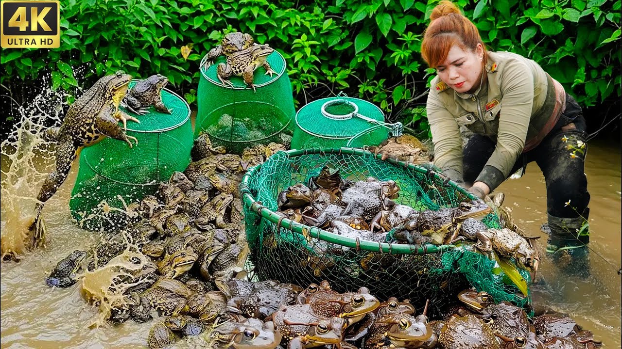 Harvesting Hundreds of Giant Frogs 🐸 in Muddy Pond & Cooking for Sale ...