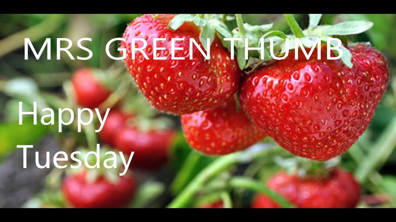 Mrs Green Thumb-Happy Tuesday Morning Part 2-Apr 21, 2020-Please come ...