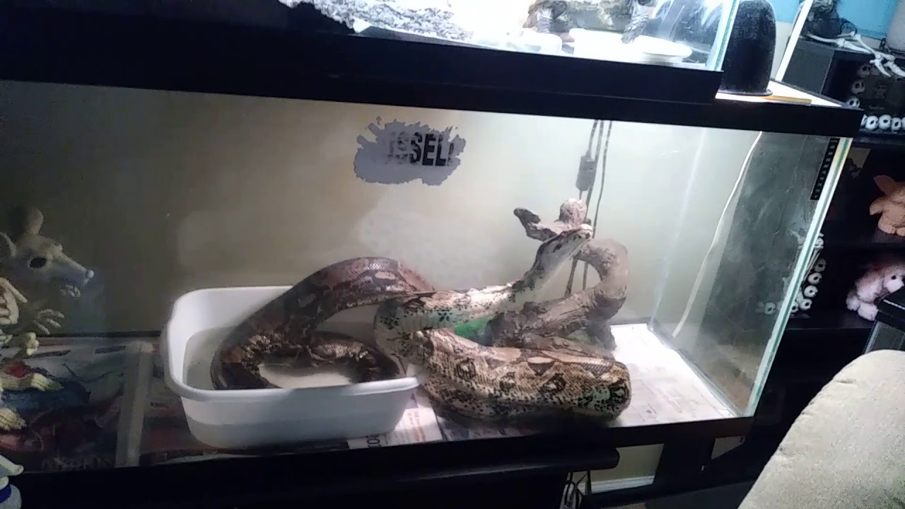 Zues my 10 foot boa - YouTube
