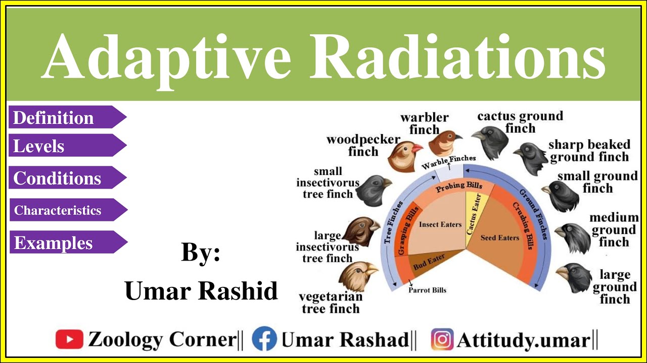 Adaptive Radiation |Conditions | Examples | Darwin Finches | Urdu/hindi ...