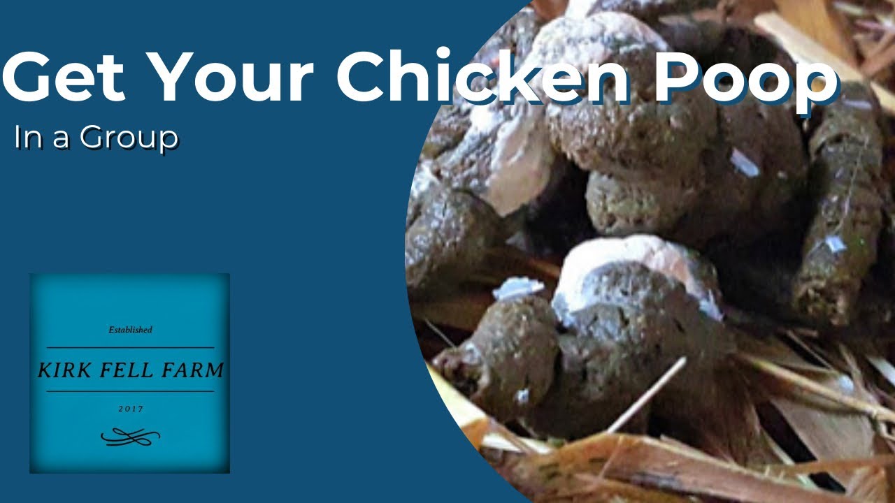 The BEST Way to Clean Chicken Poop Off Roosting Bars - YouTube
