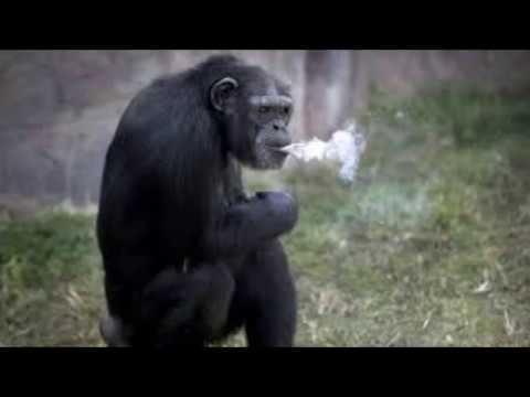 AGGRESSIVE CHIMPANZEES - YouTube