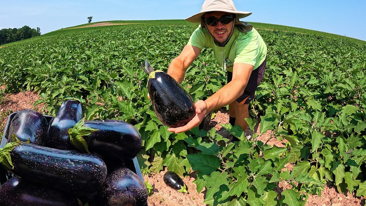 I Have Never Seen Eggplant This Big! - YouTube