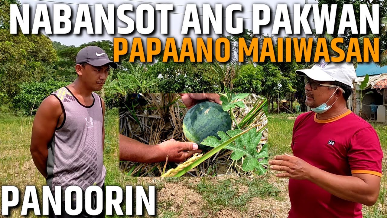 PAANO MAKATIYAK NA HINDI MABABANSOT ANG TANIM NA PAKWAN - PAANO ...