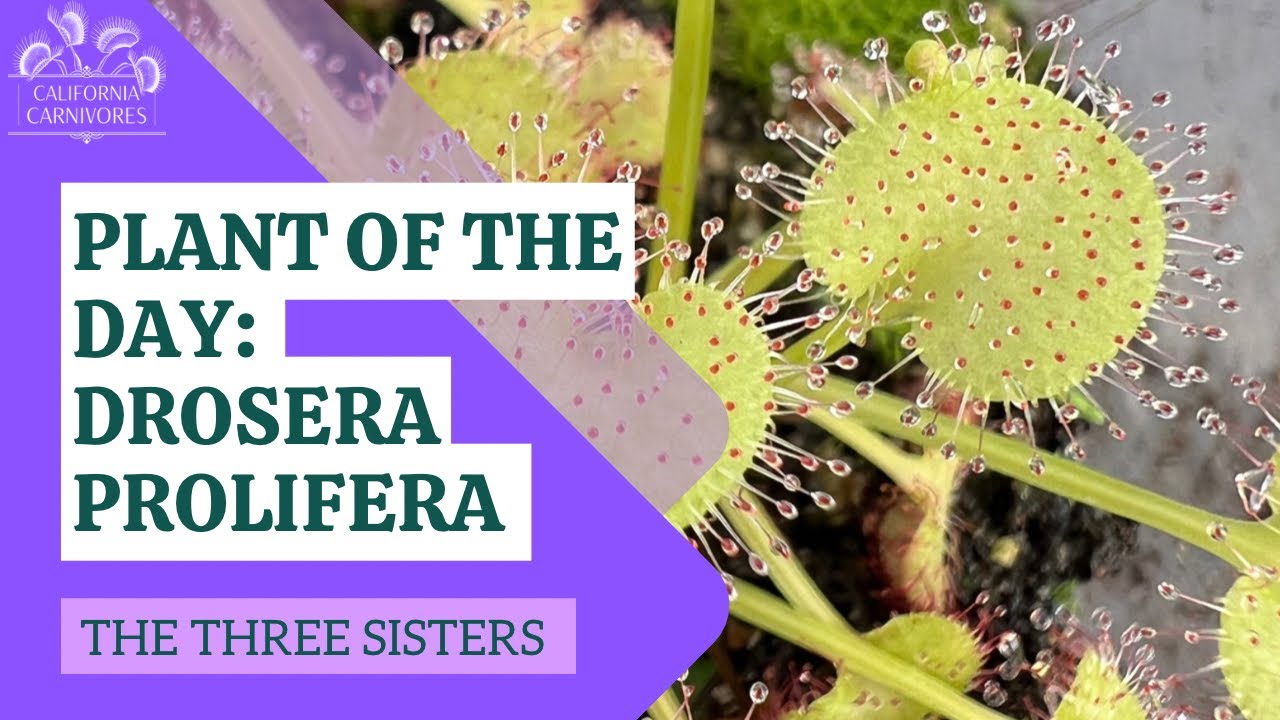 Plant of the Day: Drosera prolifera - YouTube