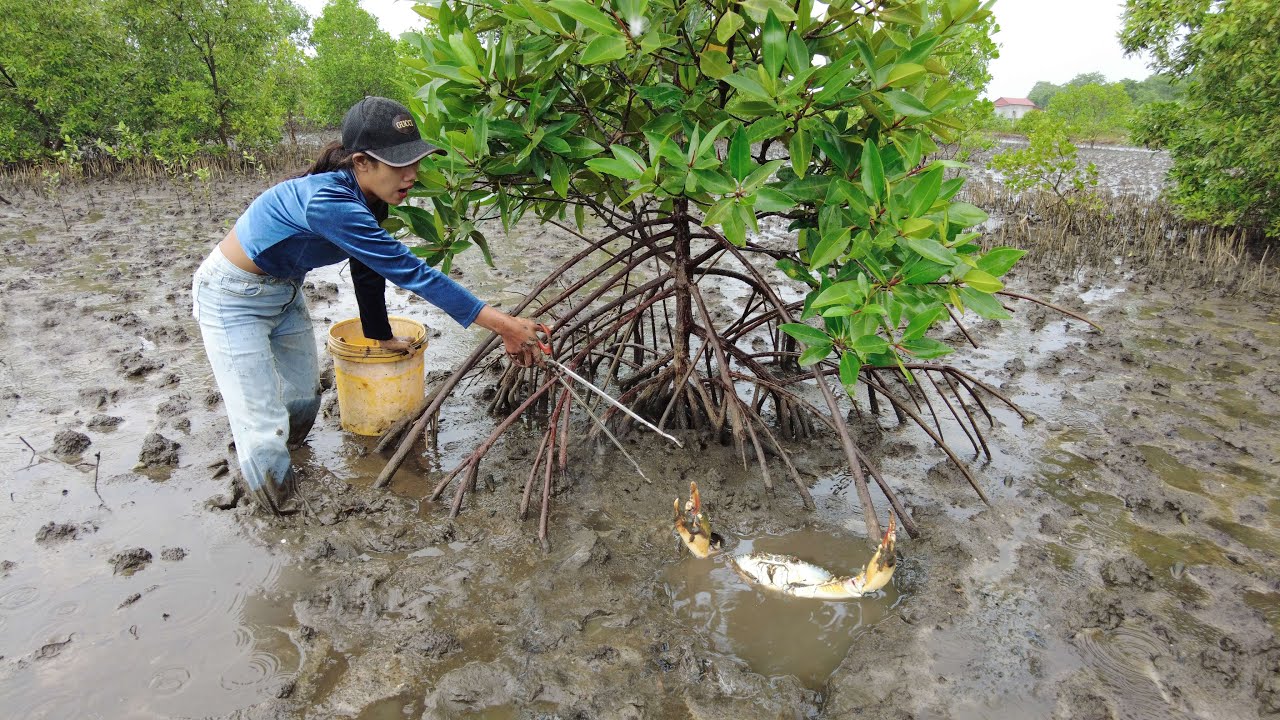 Amazing Catching Huge Mud Crabs In Swamp after Low Tide - YouTube