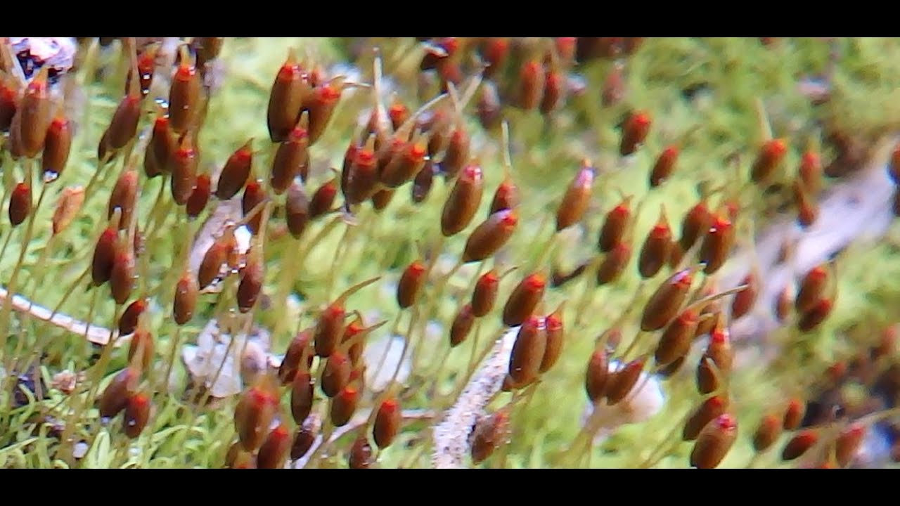 Pigtail Moss Weissia controversa Greece by Theo - YouTube