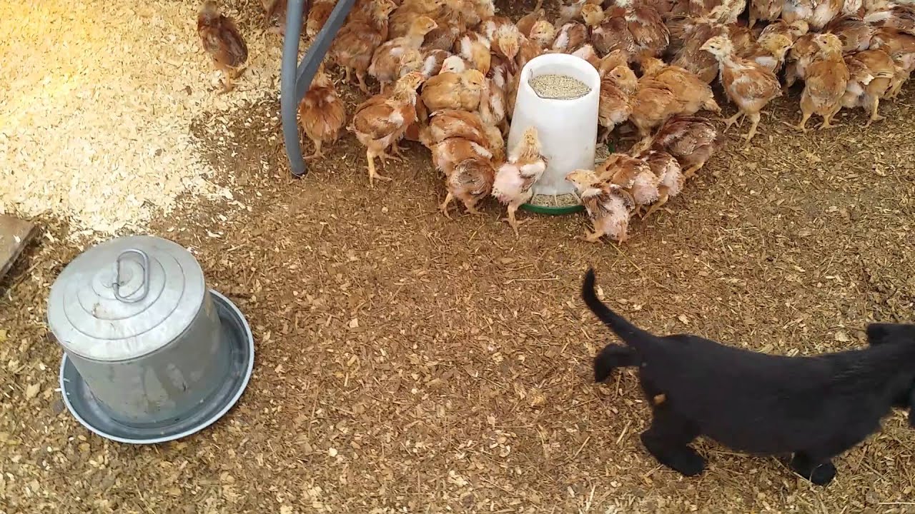 Red broiler chicks update. - YouTube