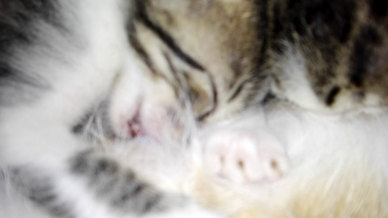 Gatito comiendo - YouTube
