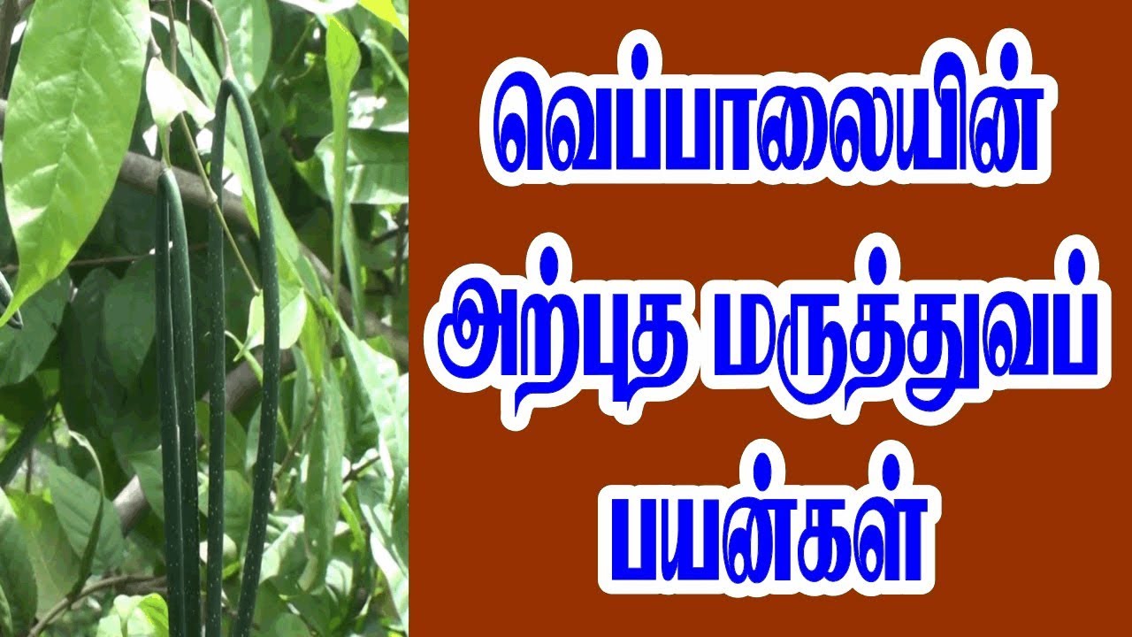 MEDICINAL BENEFITS OF VEPPALAI / வெப்பாலையின் அற்புத மருத்துவப் பயன்கள் ...