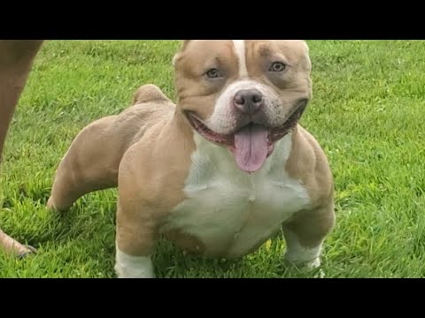 Muscletonebullys Episode 38 ABKC AUSTRALIA STACK OFF DAY - YouTube