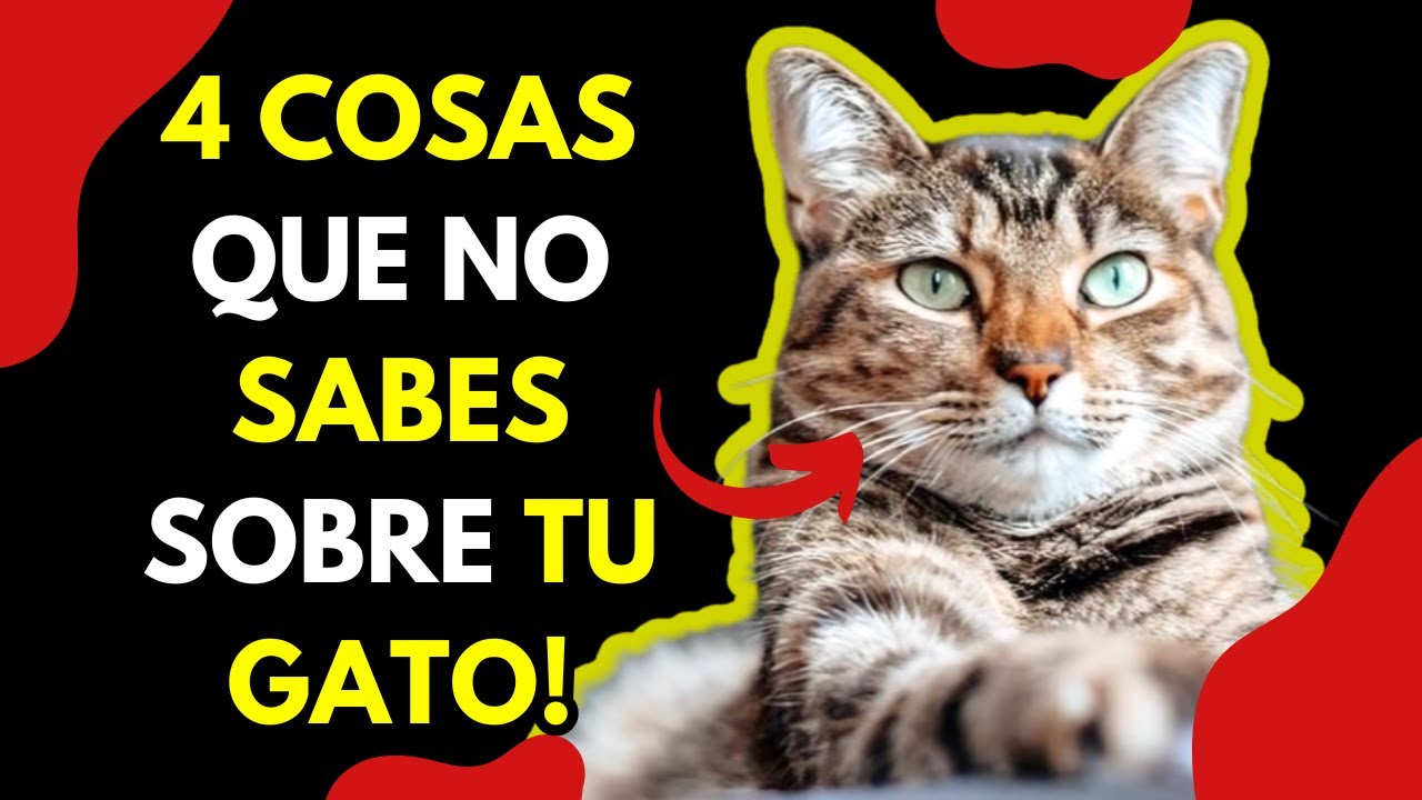 🔴¡4 DATOS CURIOSOS QUE DEBES SABER SOBRE TU GATO! - YouTube