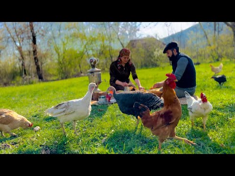 Torpağın altında toyuq basdırması