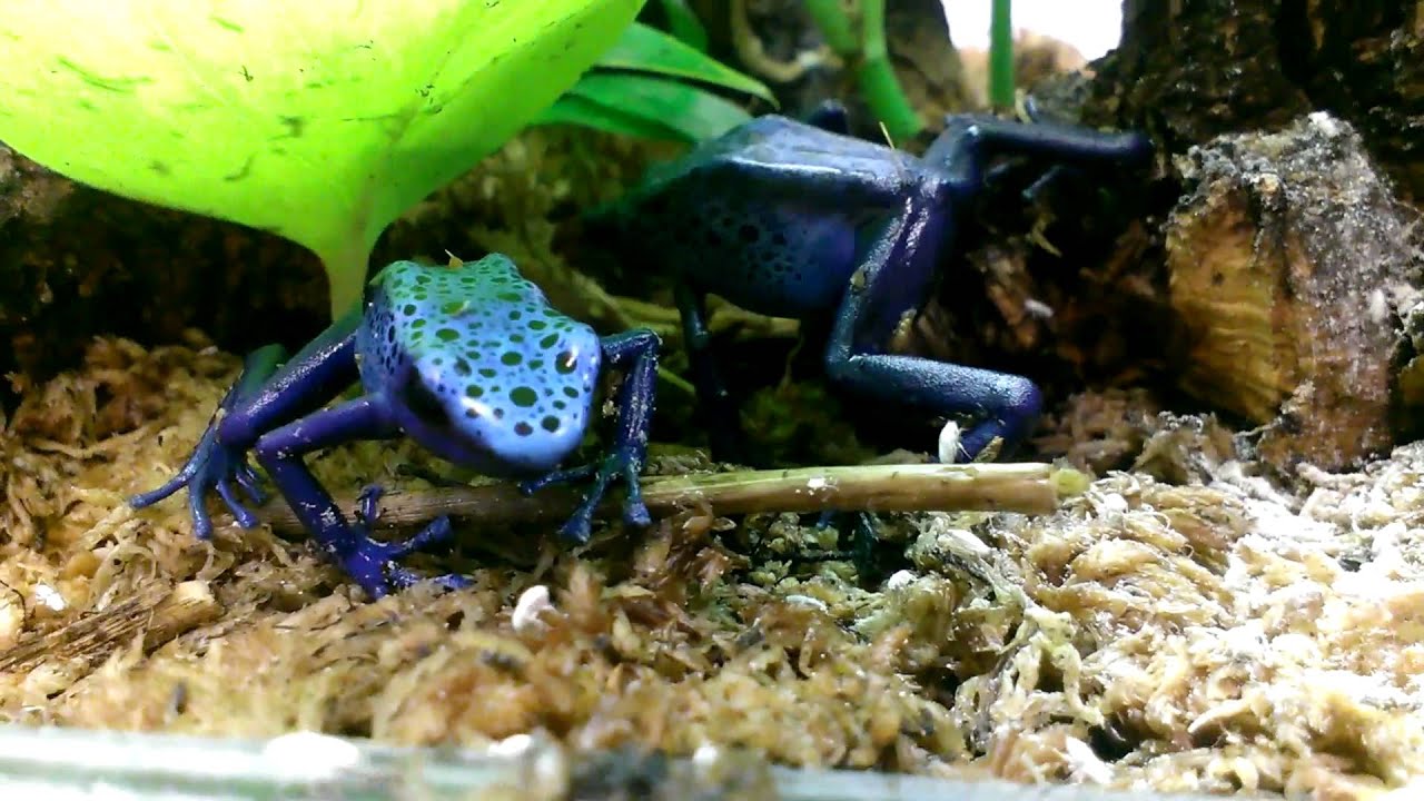 D. azureus (Blue Poison Dartfrog) Pair Feeding at Supe's Exotic Jungle ...
