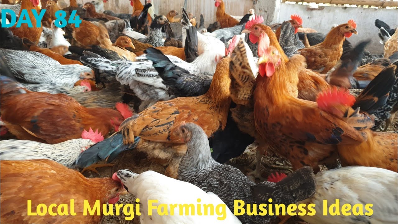 Local Murgi Farming Business Ideas l लोकेल मुरगी बिज़नेस आईडियास l দেশি ...