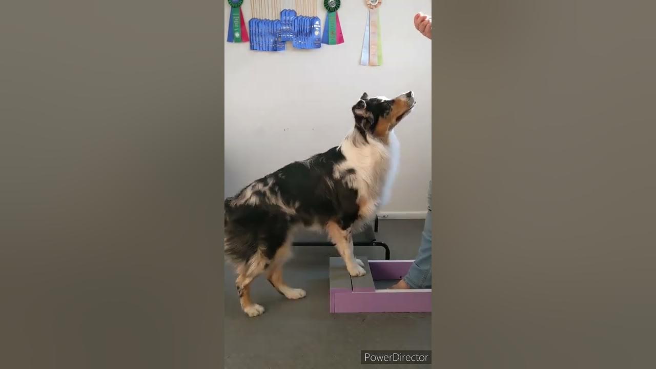 The Vision AKC Trick Dog Novice YouTube the-vision-akc-trick-dog-novice-youtube
