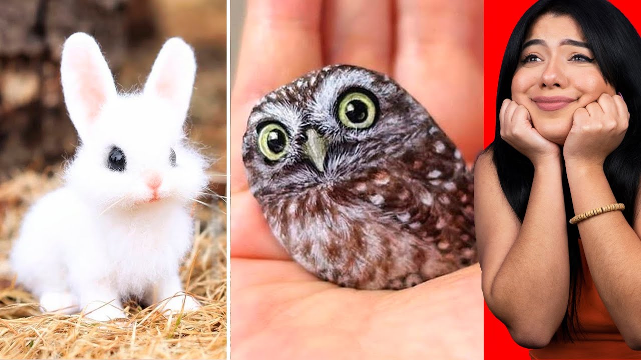 Los Animales Más Tiernos Del Mundo #3 😍 - YouTube