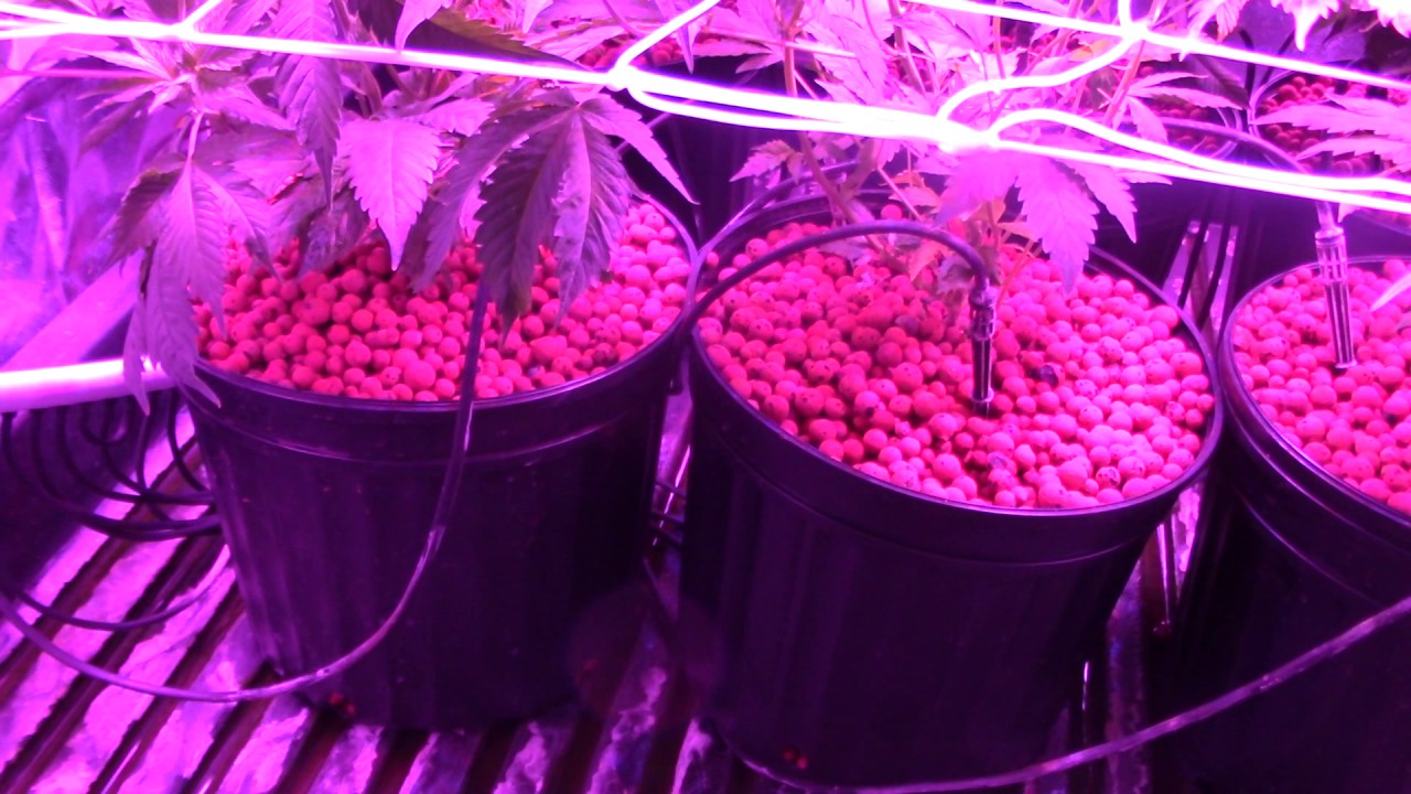 BLUE DREAM MARIJUANA GROW/SCROG NET/Mars Hydro - YouTube