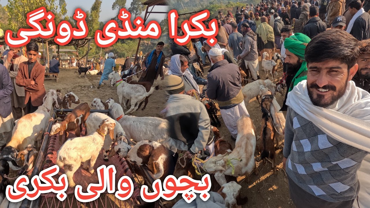 Largest animal market of AJK || Dongi miluvashi mandi #goats - YouTube