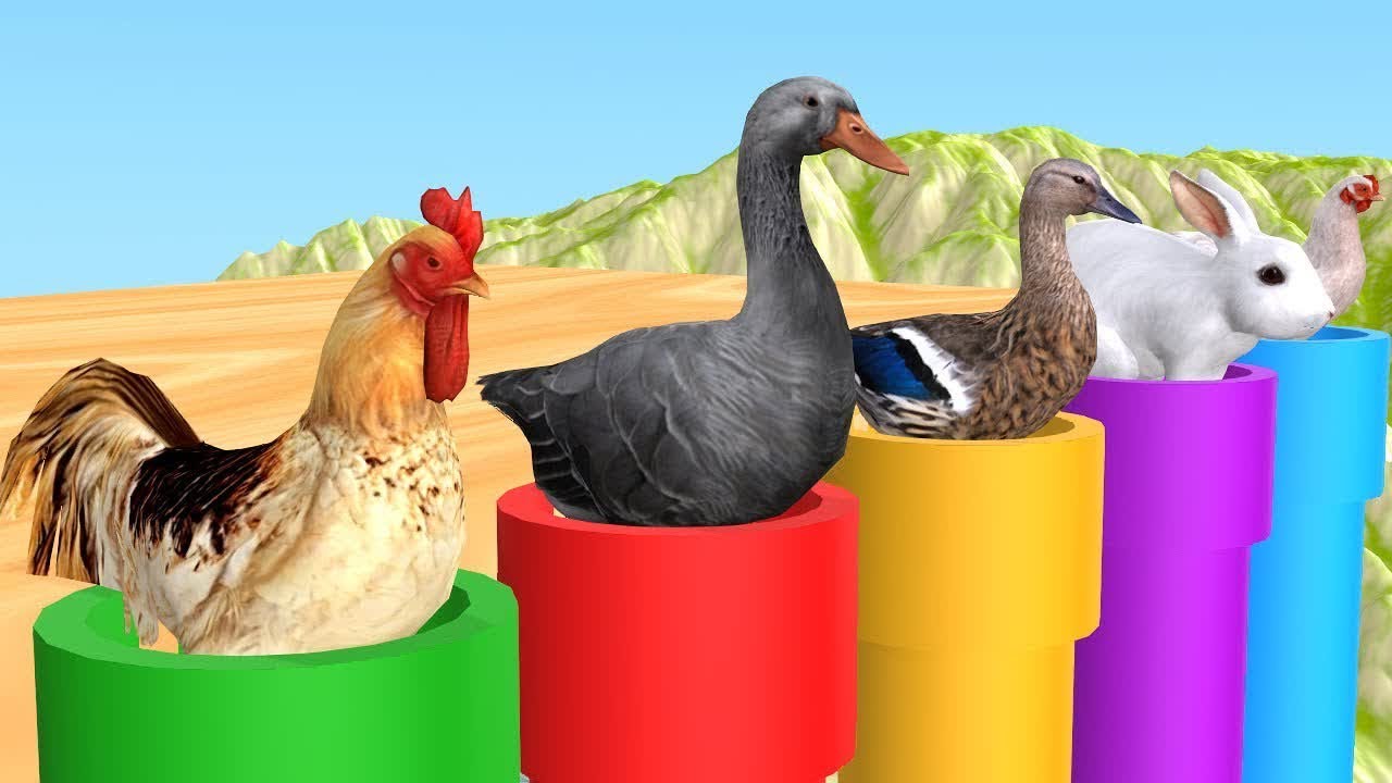 Angsa, ayam, bebek, kelinci melompat ke dalam pipa air dan berubah ...