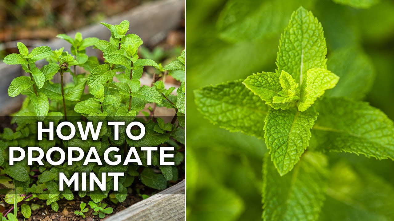 How to Propagate Mint - Easy Method - YouTube