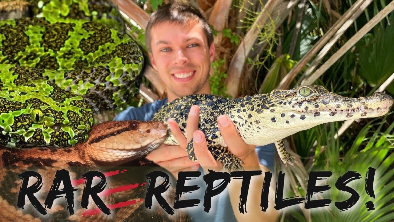 Rare VENOMOUS SNAKES Get An Upgrade! | Primitive Predators - YouTube