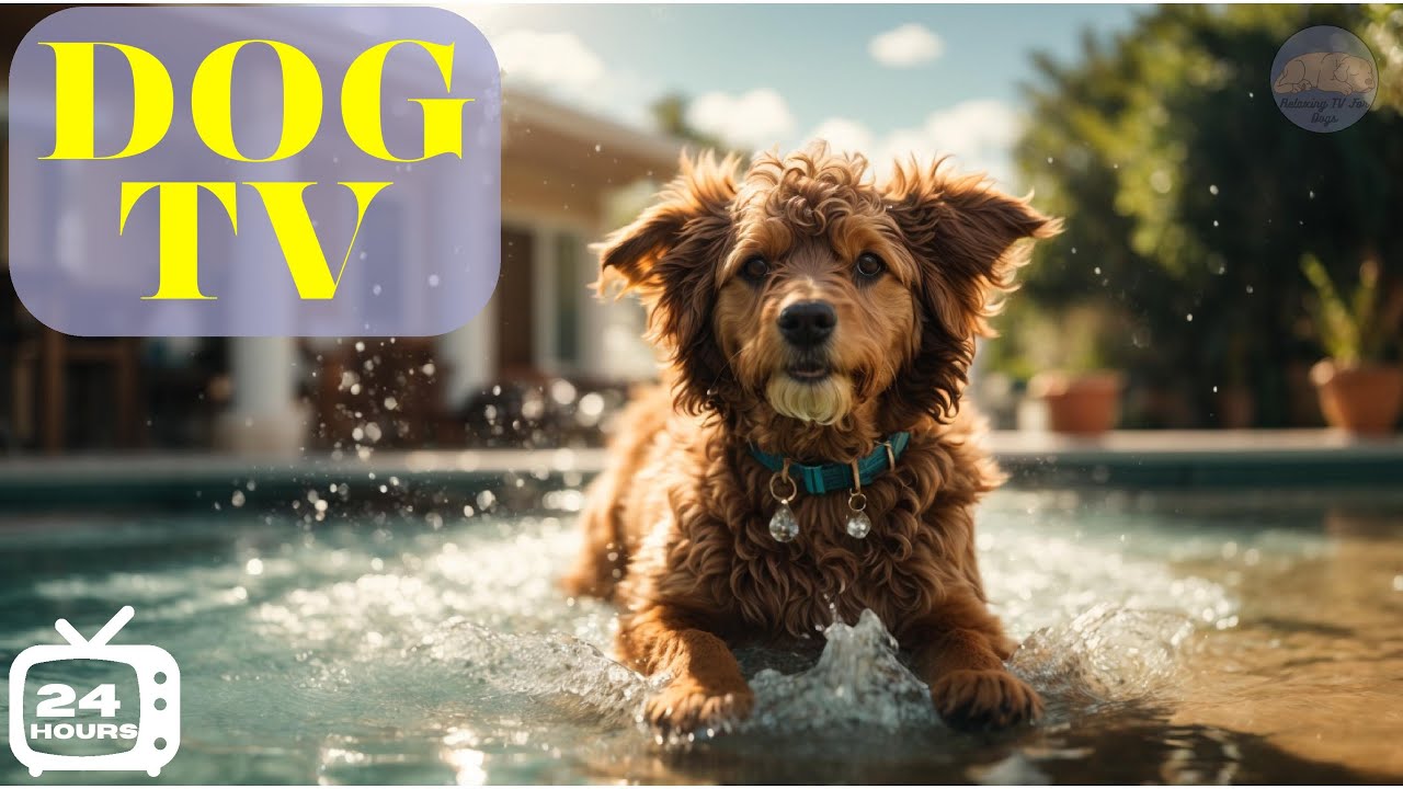 🐶 DOG TV: The Best Entertaining Video for Dogs | Keep Your Dogs Relaxed ...