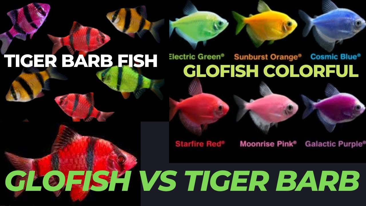 Fishing and hunting TIGER BARB FISH and GLOFISH COLORFUL, ROSY BARB ...