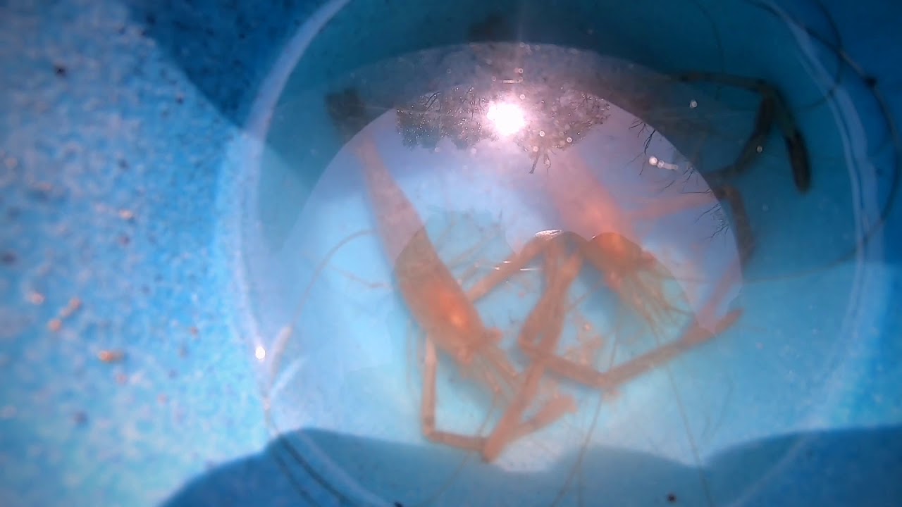 Catch Murray Long Arm Shrimp 澳洲墨累河捕获大量长臂虾 - YouTube