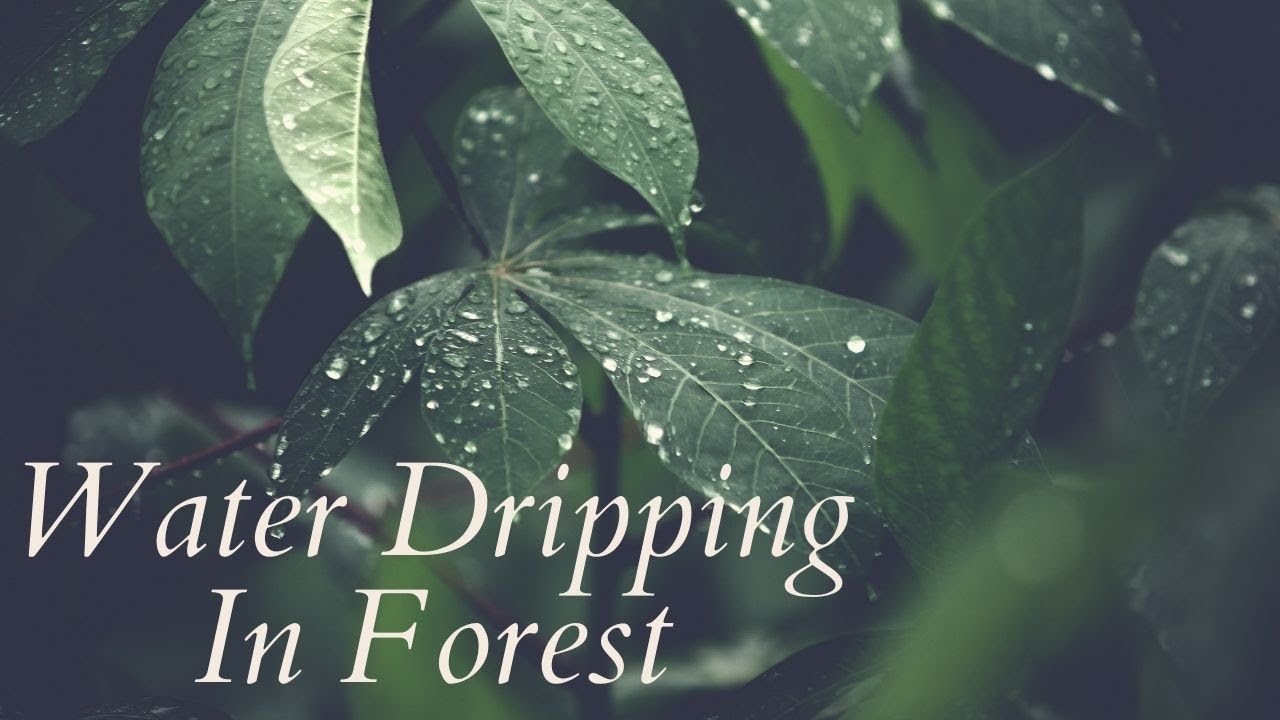 WATER DRIPPING IN FOREST | MEDITATION | relaxing sounds for sleep ASMR ...