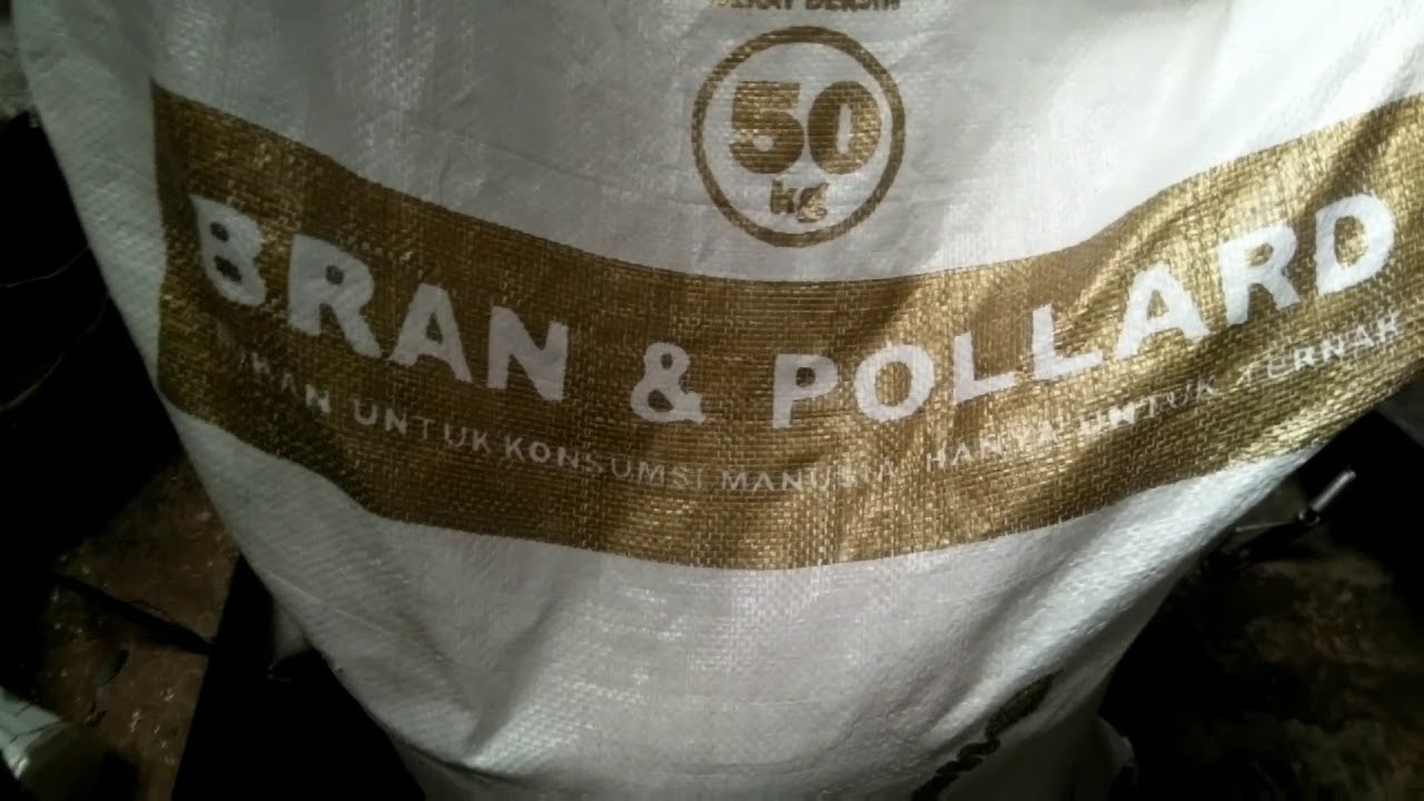 Pemberian pollard & bran untuk pakan bebek petelur - penggemukan ...