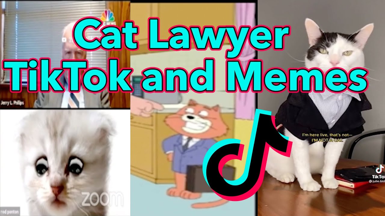 Cat Lawyer Funny TikTok and Memes - YouTube