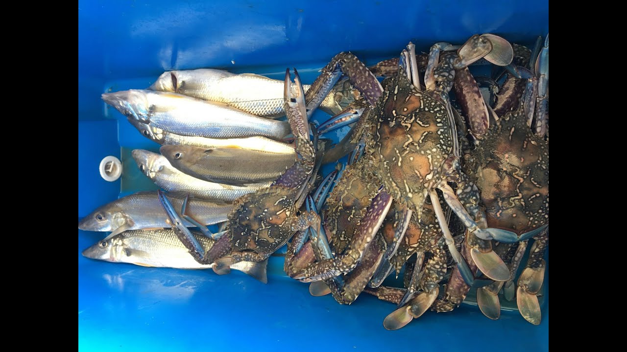WHITING FISHING NERANG RIVER ON THE GOLD COAST - FEBRUARY 2021 - YouTube