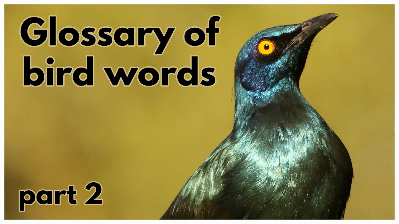 GLOSSARY OF BIRD WORDS - part 2 - YouTube