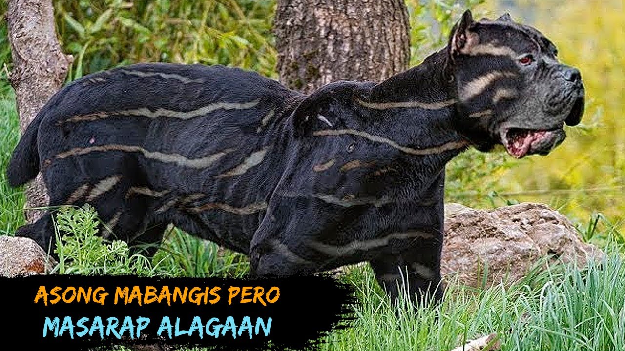 10 Pinaka Bibihirang Lahi ng mga Aso | Kakaibang Lahi ng mga Aso - YouTube