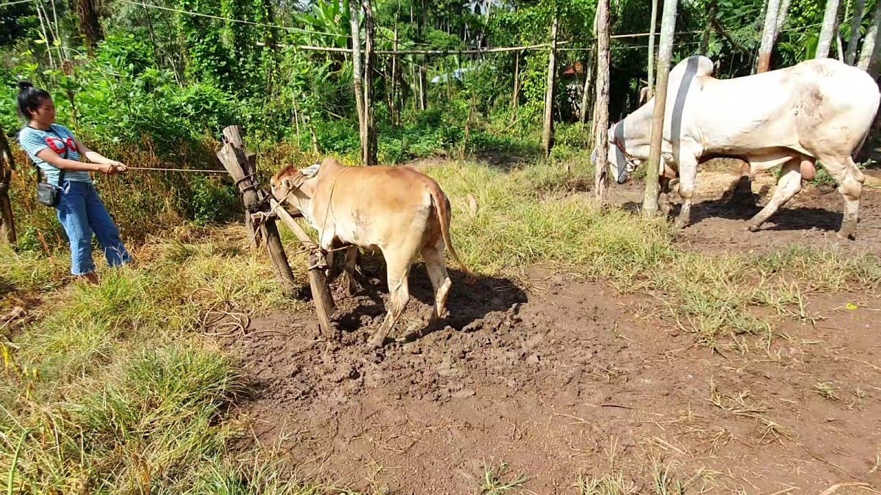 Farming Breeding Rural Cattle Breeding ការបង្កាត់ពូជគោរបស់កសិករ - YouTube