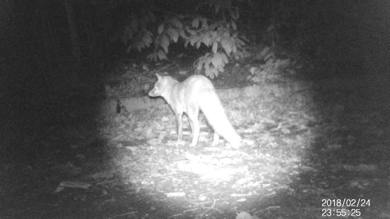 fox ,night camera - YouTube