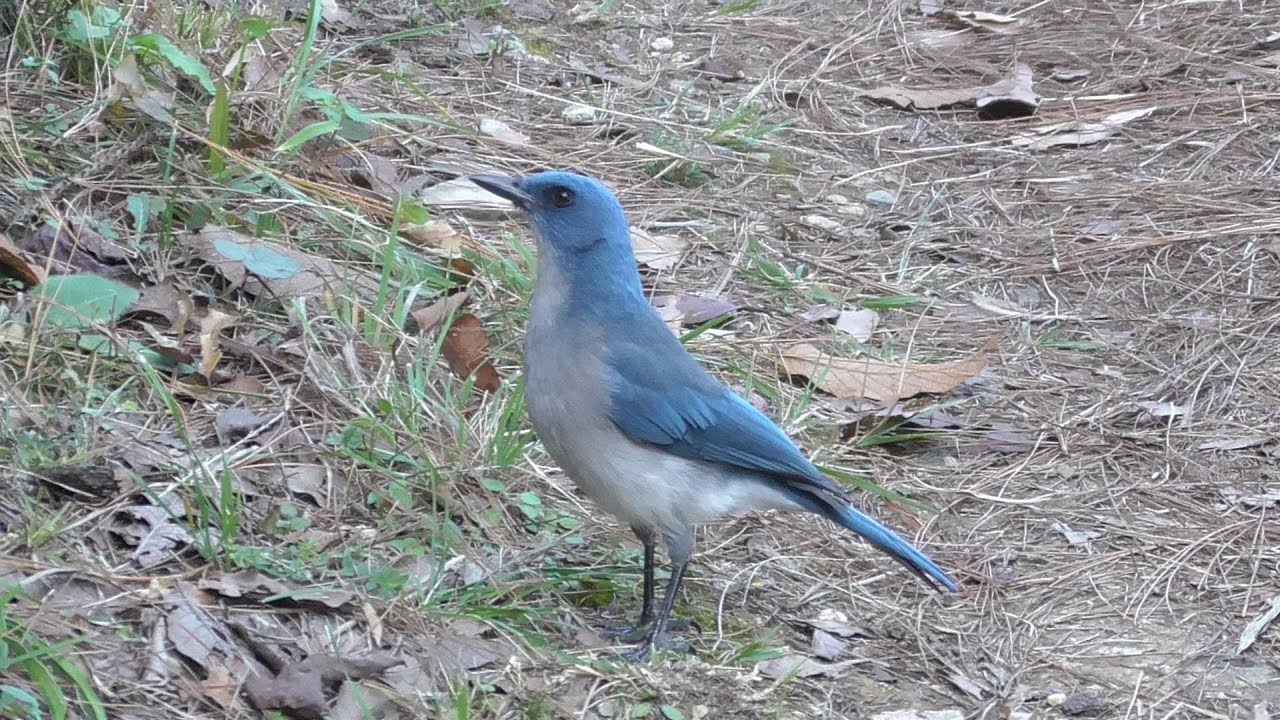Mexican Jay. Chipinque, México. - YouTube