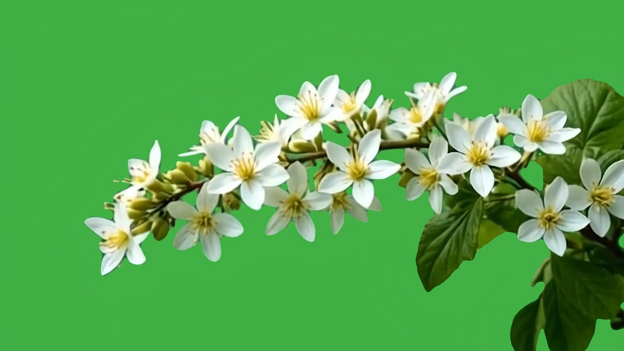 White flowers branch green screen video | Beautiful flowers green ...