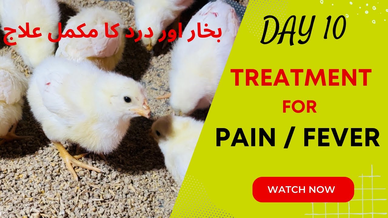 Treatment for Pain and Fever in chicken / DAY 10 #poultry # ...