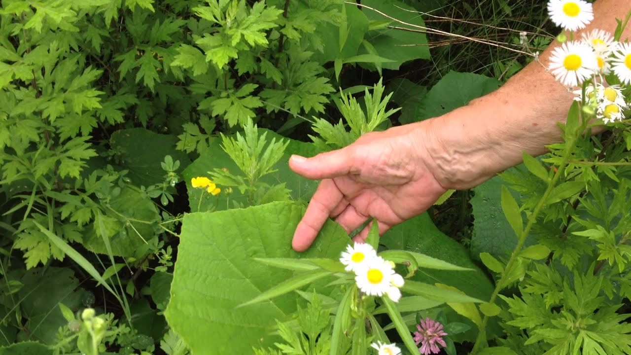 weed identification and hypericum perforatum - Saint joan's wort with ...