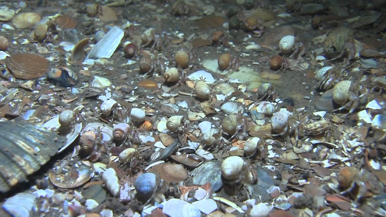 2 Expeditie Noordzee 2014 het Friese Front - YouTube