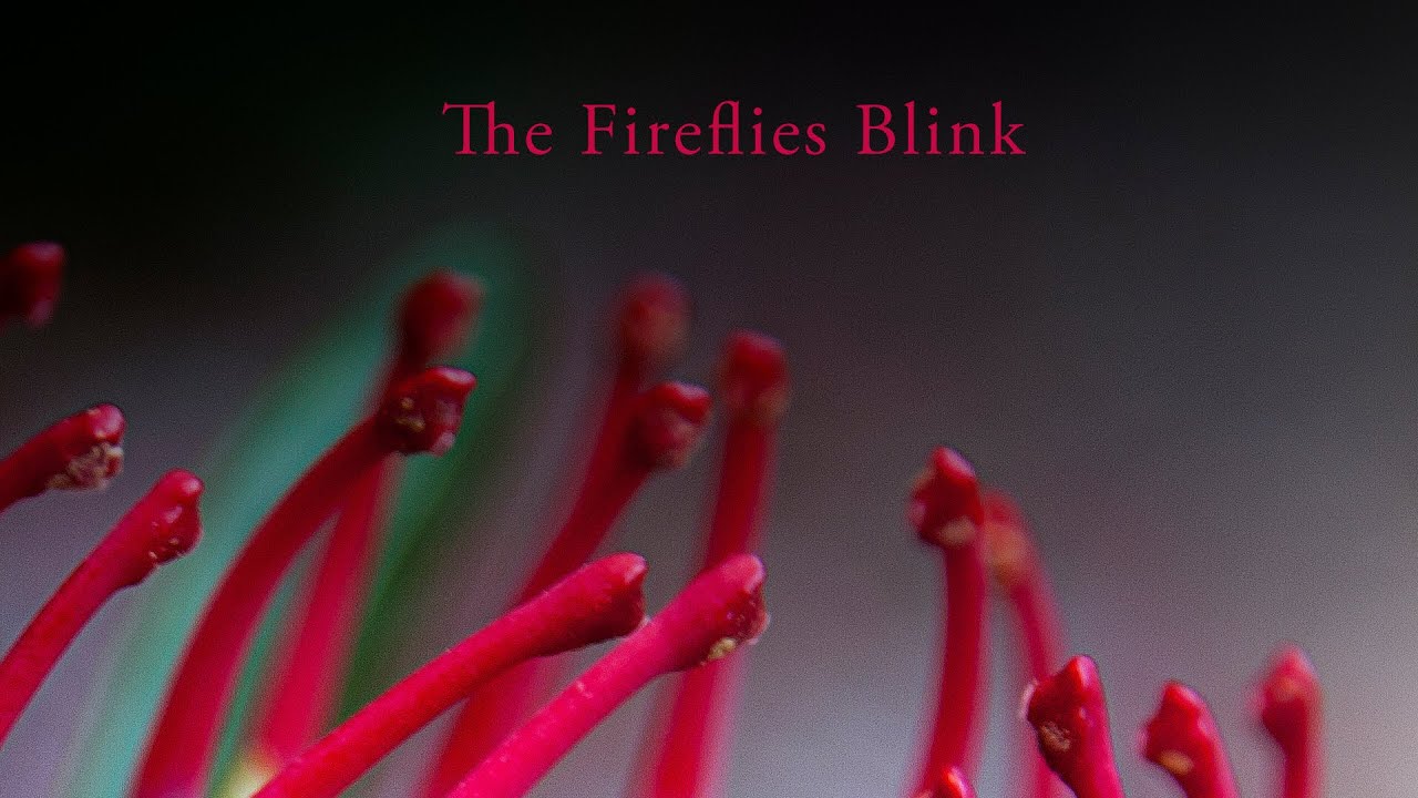 The Fireflies Blink - YouTube